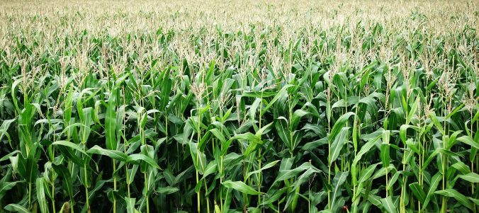 The average ear of corn has 800 kernels in 16 rows