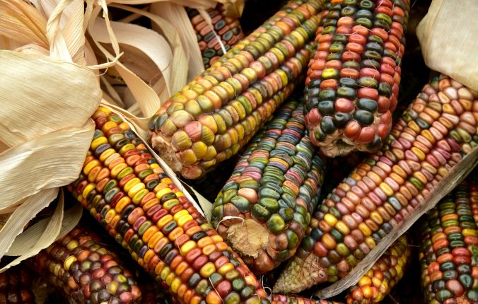 The average ear of corn has 800 kernels in 16 rows