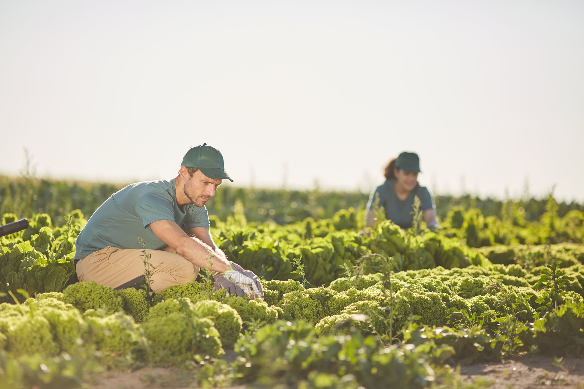 Labor Shortage in Agriculture: 2025 Challenges & Solutions